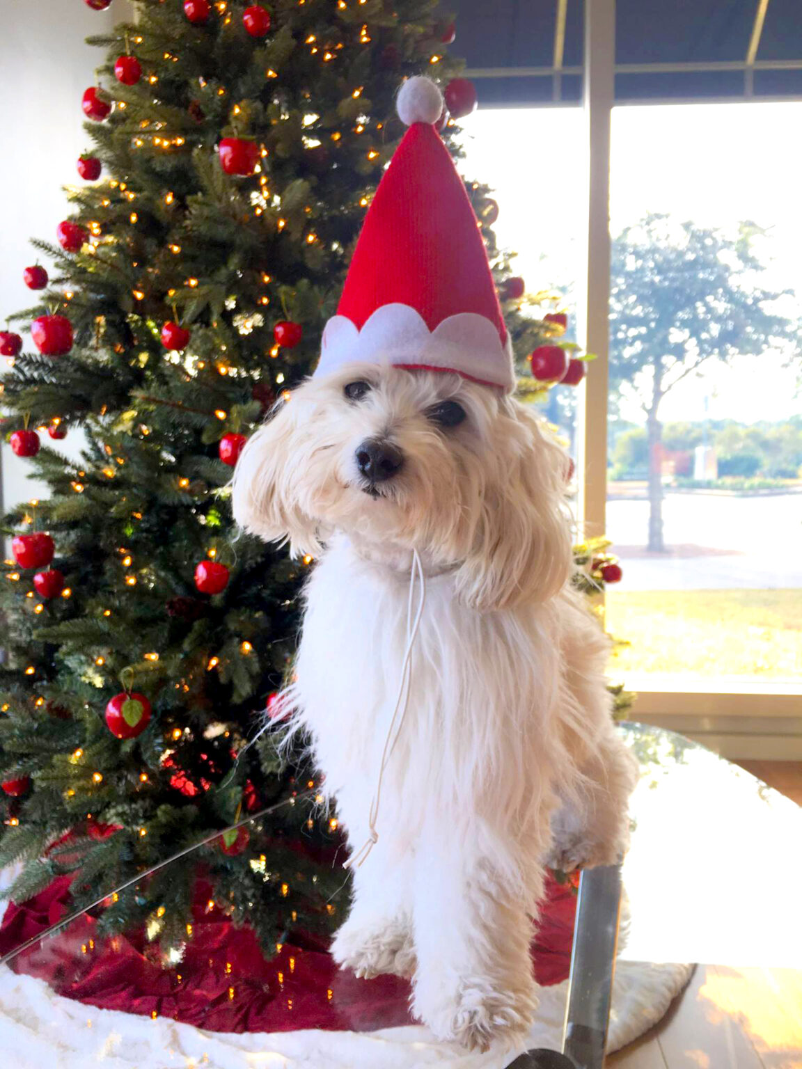 The Legend of the Christmas Stocking — The Coastal Insider