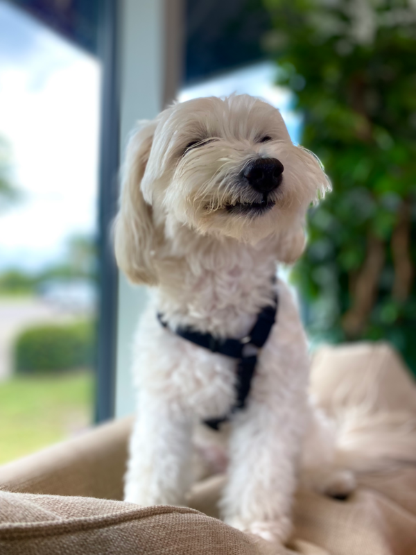 In Which Charlie Pens Another Epistle — The Coastal Insider