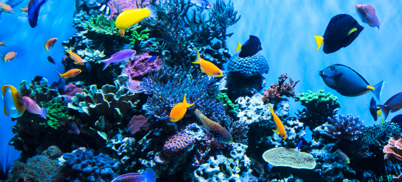 The Coastal Insider: Myrtle Beach & Charleston’s best-kept secrets — The Coastal Insider